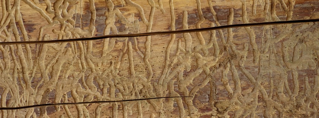 ¿ Carcoma o Termita ? Cómo identificarlas